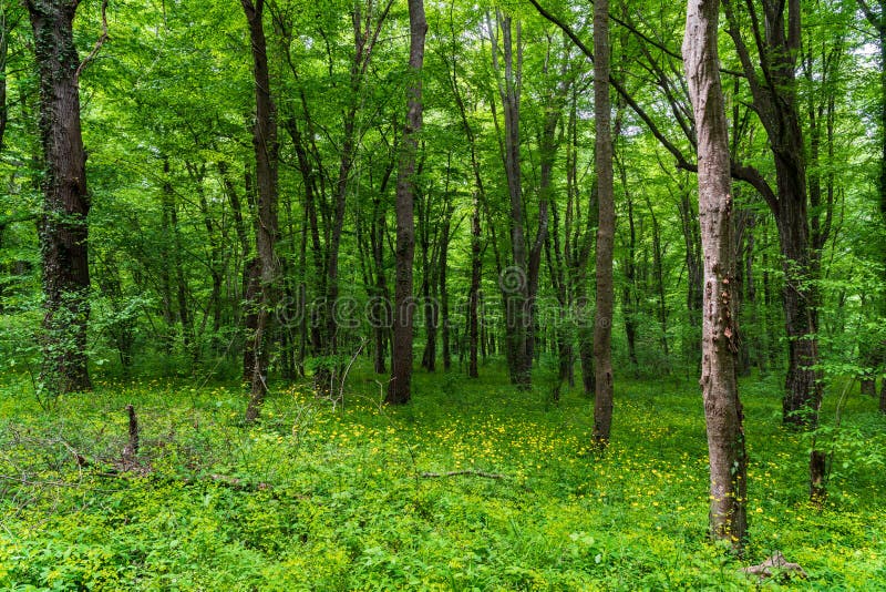 Bright Green Spring Forest Landscape, Nature Wallpaper Stock Image ...