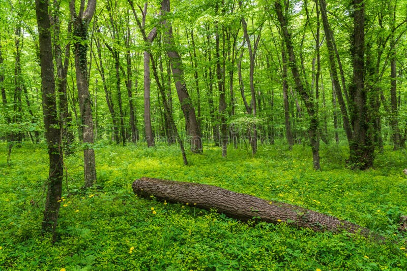 Bright Green Spring Forest Landscape, Nature Wallpape Stock Image ...