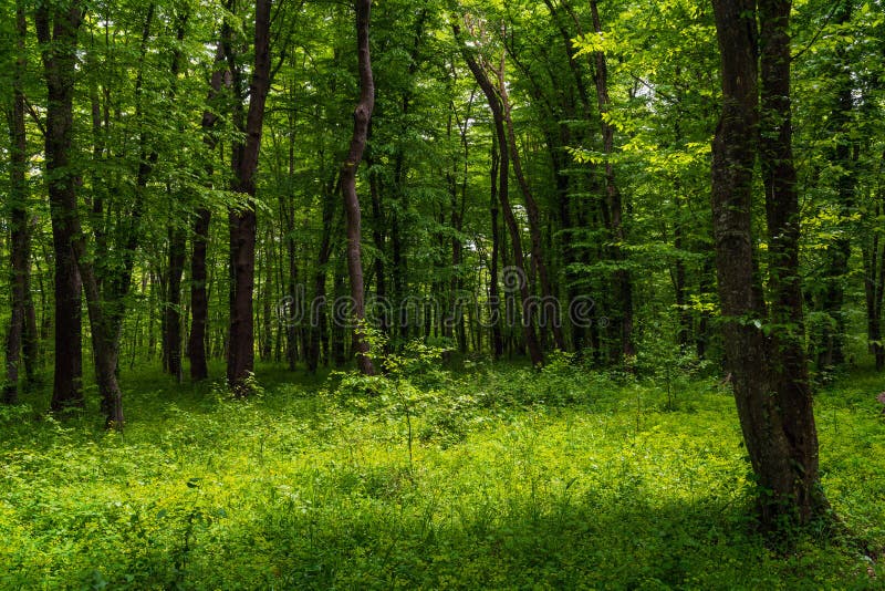 Bright Green Spring Forest Landscape, Nature Wallpaper Stock Image ...