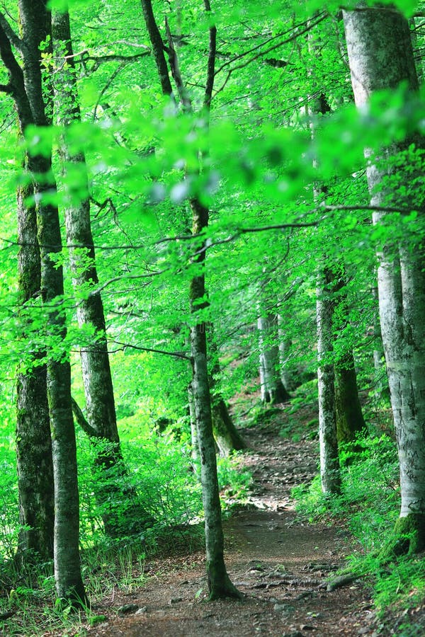 Bright Green Summer Dense Forest Stock Image - Image of beauty, plant ...