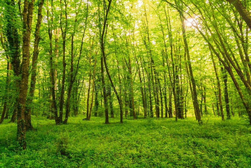 Bright Green Summer Forest Landscape, Nature Wallpaper Stock Image ...