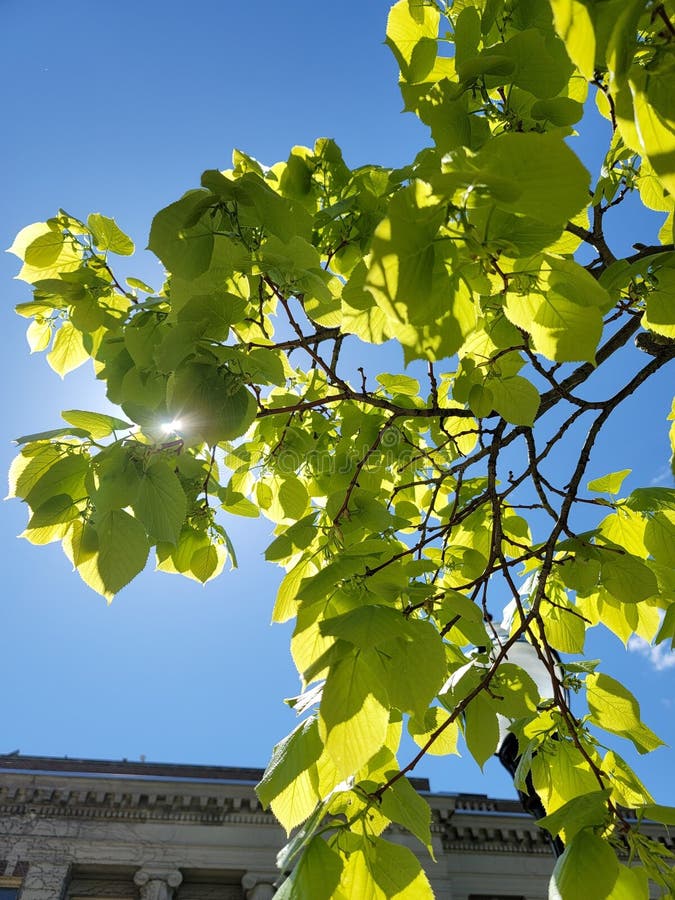 Bright Green Sun-drenched Tree Branch with Lush Foliage. Stock Image ...