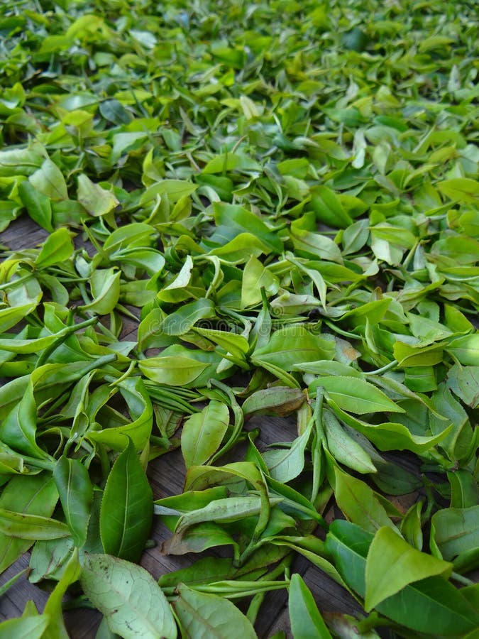 Bright Green Tea Leaves Background Stock Image - Image of healthy, crop ...