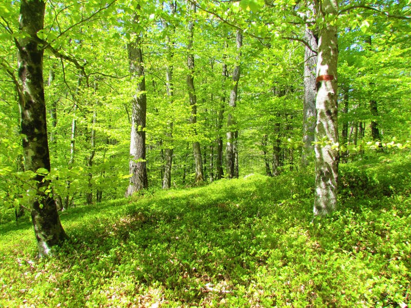 Bright Green Temperate, Deciduous Forest in Spring Stock Image - Image ...