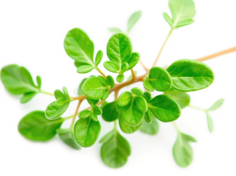 Bright Green Thyme Sprig Isolated on White Background Stock Image ...