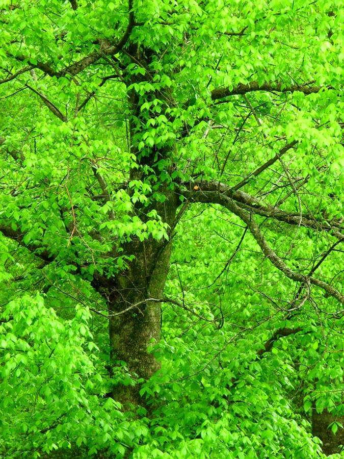 Bright green tree stock image. Image of outdoors, forest - 2273687