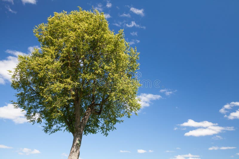 Bright Green Tree with Blue Sky and Clouds Stock Photo - Image of ...