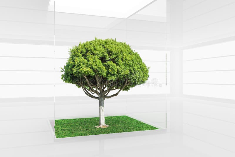 Bright Green Tree in the Center of Modern Empty Space Stock Photo ...