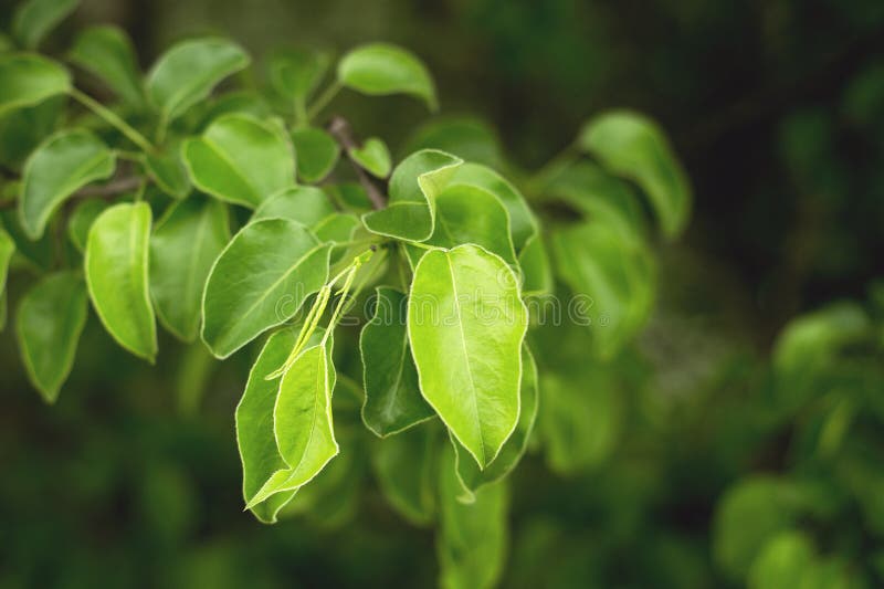 Bright Green Tree in Forests of the Caucasus Stock Photo - Image of ...