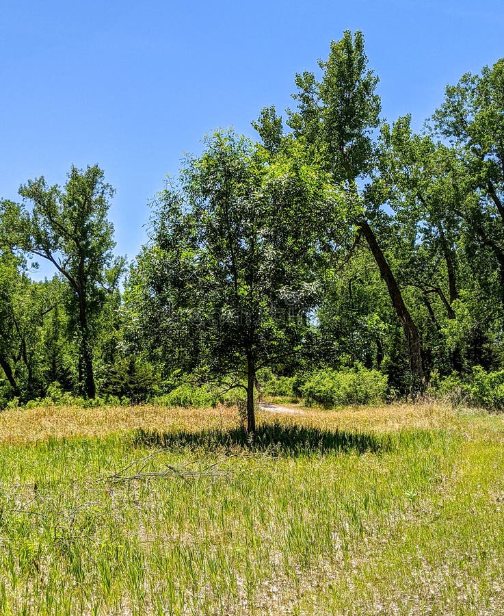 Tree in Bright Green Field stock photo. Image of gravel - 187936756
