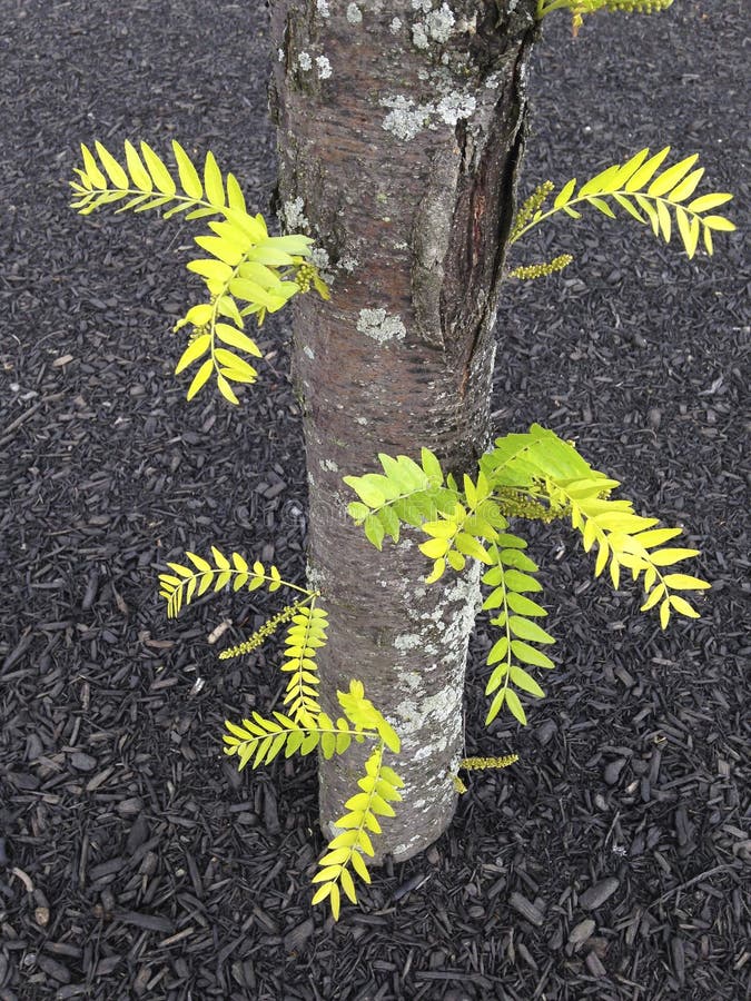 Bright green tree shoots stock image. Image of nature - 54654007