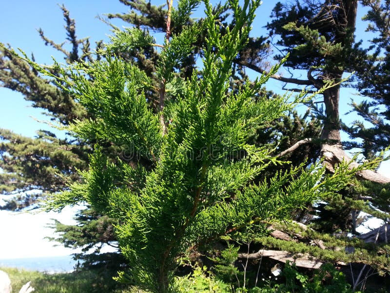 Bright Green Tree stock photo. Image of bluffs, tree - 91939730