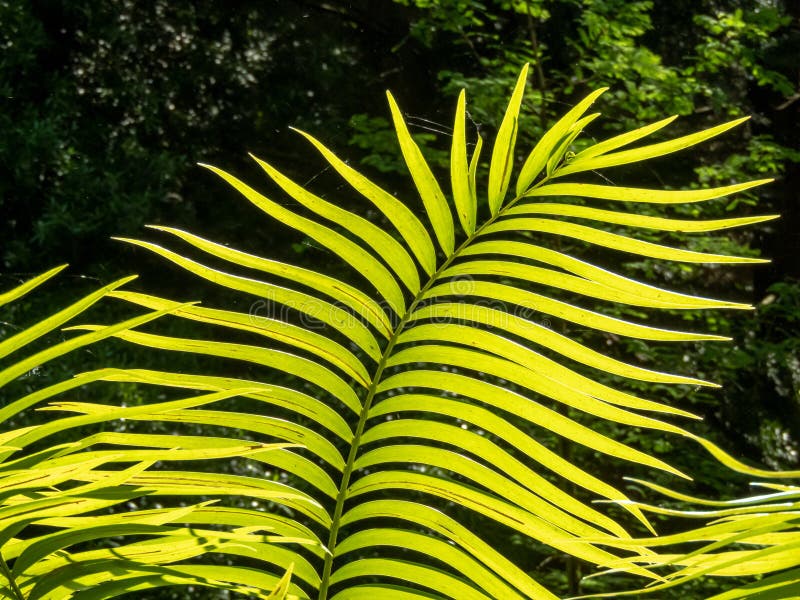 Bright Green Tropical Plant Feather Form Leaf Stock Photo - Image of ...