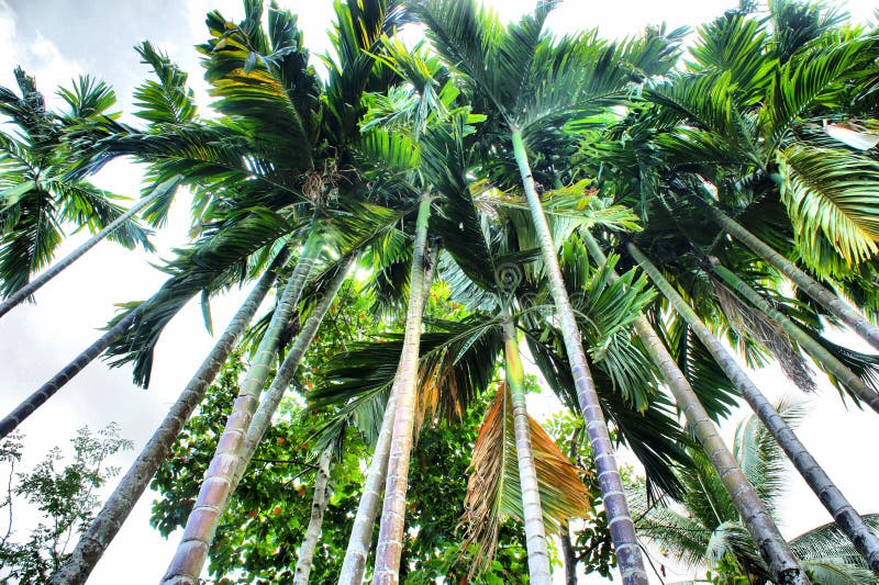 Bright Green Tropical Rainforest . Palawan Island . Stock Photo - Image ...