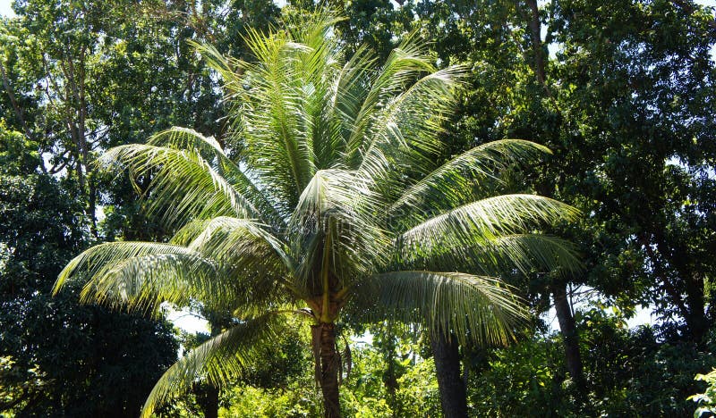 Bright Green Tropical Rainforest . Palawan Island . Stock Image - Image ...