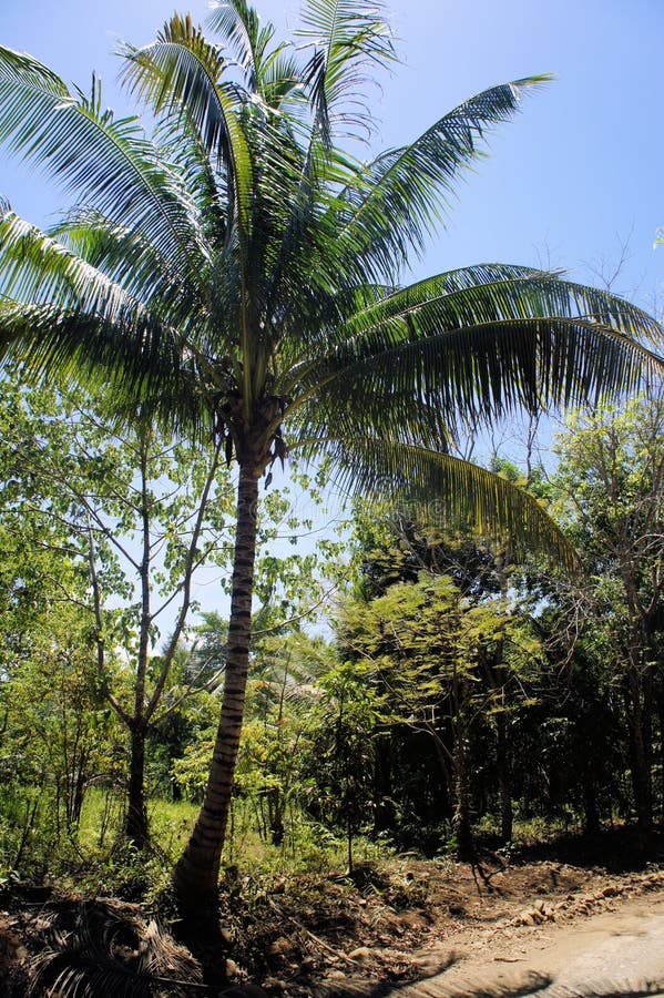 Bright Green Tropical Rainforest . Palawan Island . Stock Image - Image ...