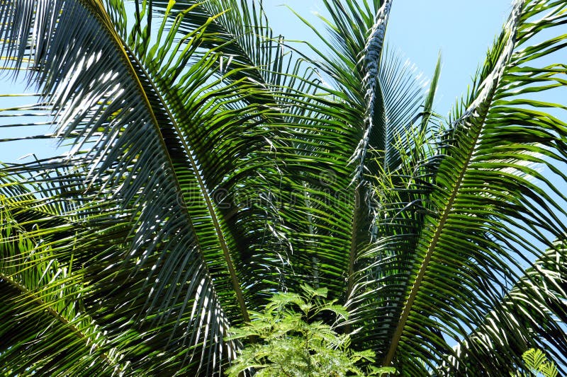 Bright Green Tropical Rainforest . Palawan Island . Stock Image - Image ...