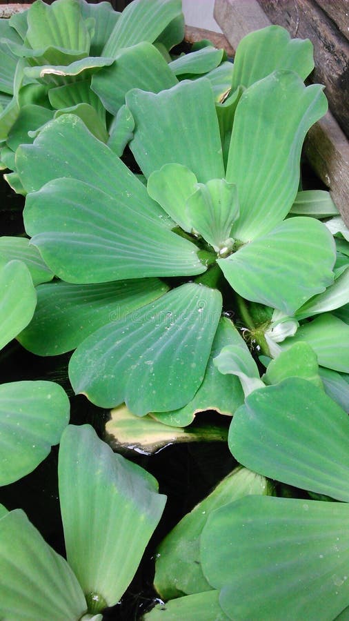 Bright Green Tropical Water Plants Stock Image - Image of tropical ...