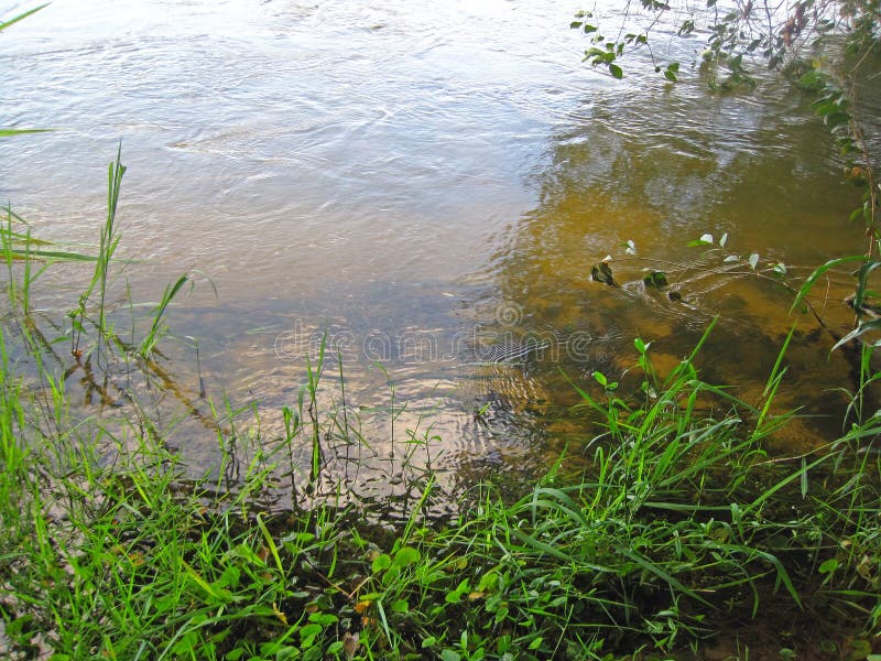 BRIGHT GREEN VEGETATION at the SIDE of a RIVER Stock Image - Image of ...