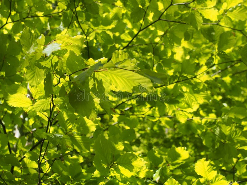 Bright Green Vibrant Sunlit Spring Leafy Tree Background Stock Photo ...