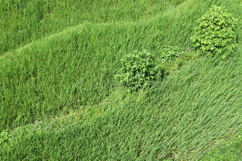 Bright Green Wavy Grass and Shrubs Stock Photo - Image of lawn, juicy ...