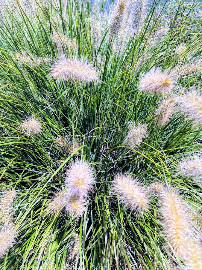 Wispy plant II stock image. Image of early, green, wispy - 99722875