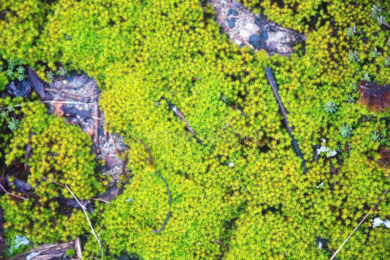 Bright Green Young Moss on the Ground Stock Image - Image of ecology ...