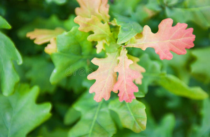 Bright Green and Young Pink Leaves of the Oak Tree Stock Image - Image ...