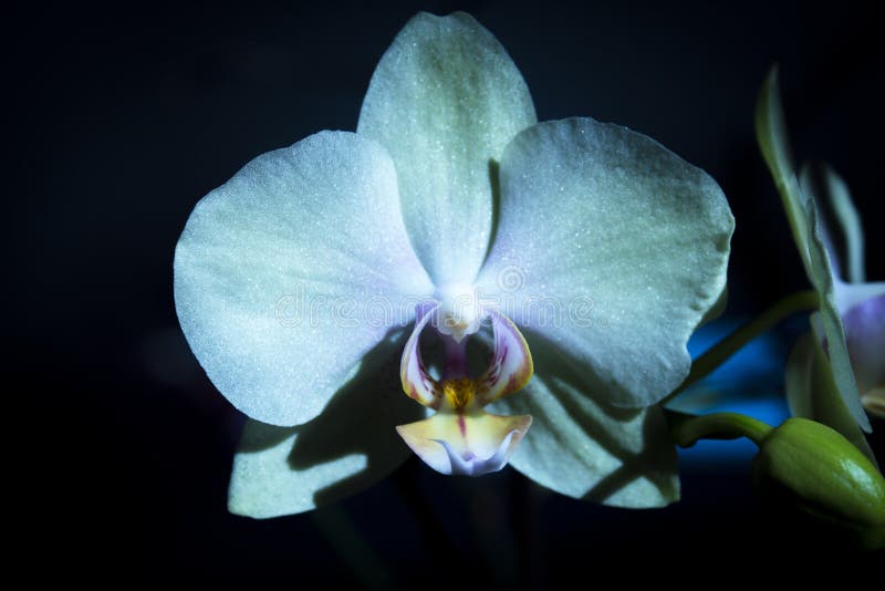 Bright Greenish Yellow Open Orchid Flower Stock Photo - Image of beauty ...