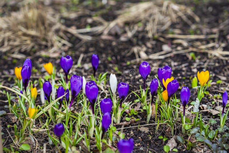 Bright Group of Bright Multicolored Crocuses on Dark Ground of Forest ...