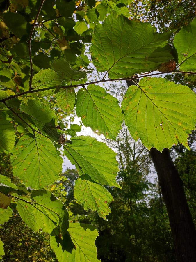 Bright Hazel Tree Leaves in Sunlight Stock Photo - Image of natural ...