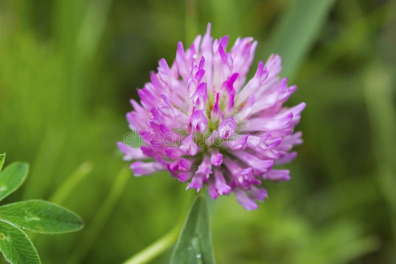 Bright head clover stock image. Image of pink, bloom - 31895221
