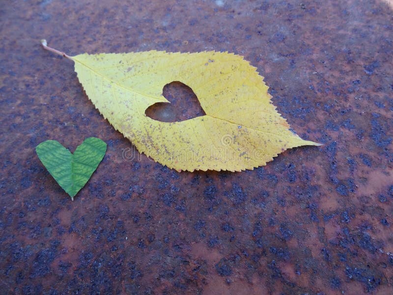 Bright Hearts on Autumn Leaves, Leaves and Hearts Stock Image - Image ...