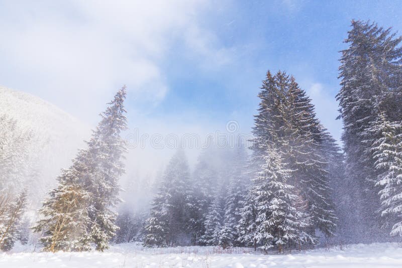 Bright High Alpine Winter Scenery, with Fresh Snow and Mist, in the ...