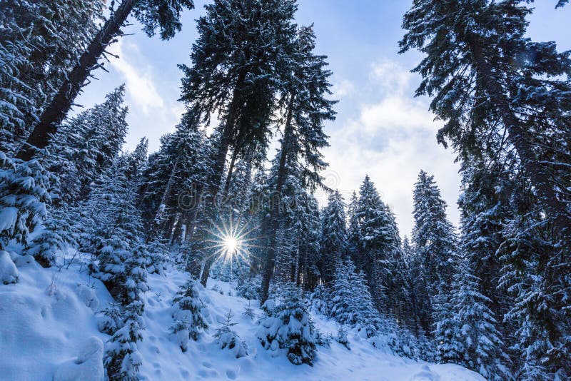 Bright High Alpine Winter Scenery, with Fresh Snow and Mist, in the ...