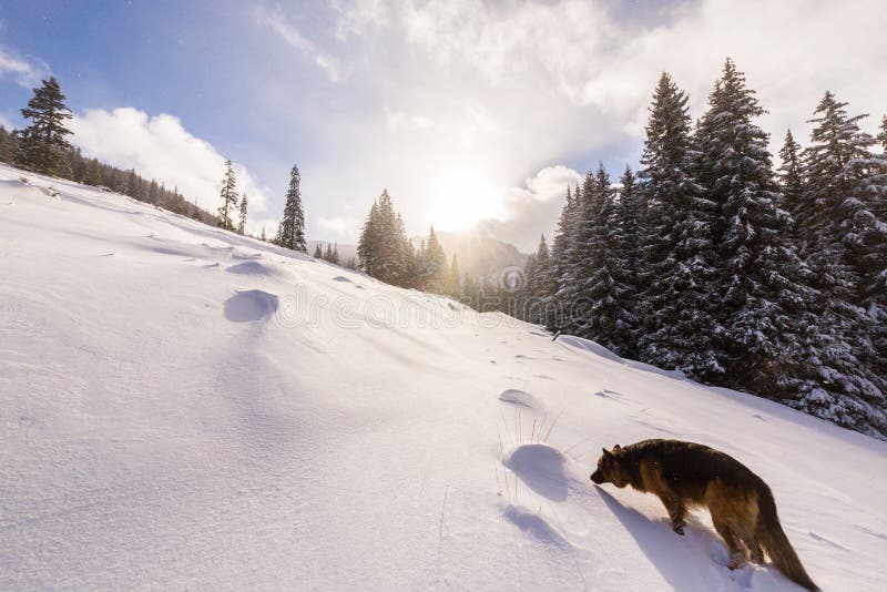 Bright High Alpine Winter Scenery, with Fresh Snow and Mist, in the ...