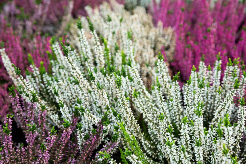 Flowering Heather Plants Growing In Garden Stock Photo - Image of ...