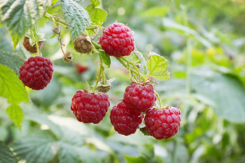 Bright Juicy Raspberries in the Summer Forest Stock Image - Image of ...