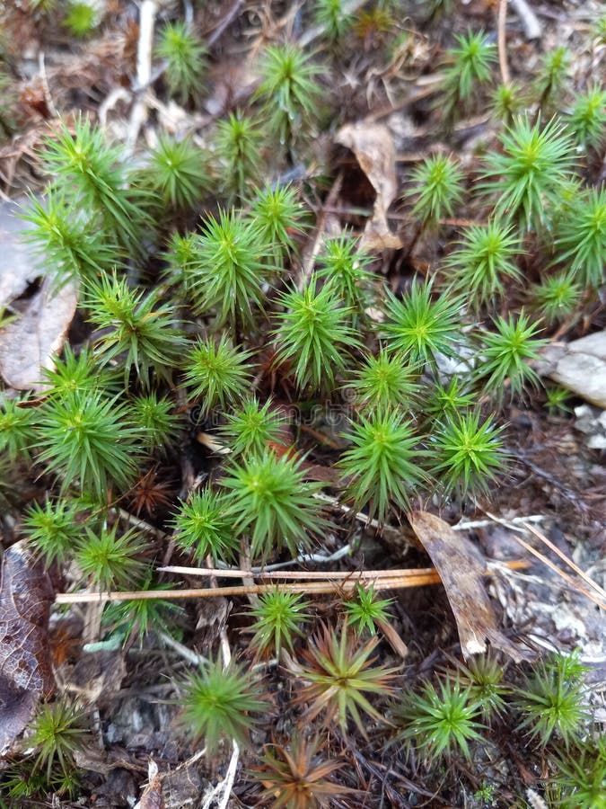 Bright juniper grass stock image. Image of woodland - 232927093