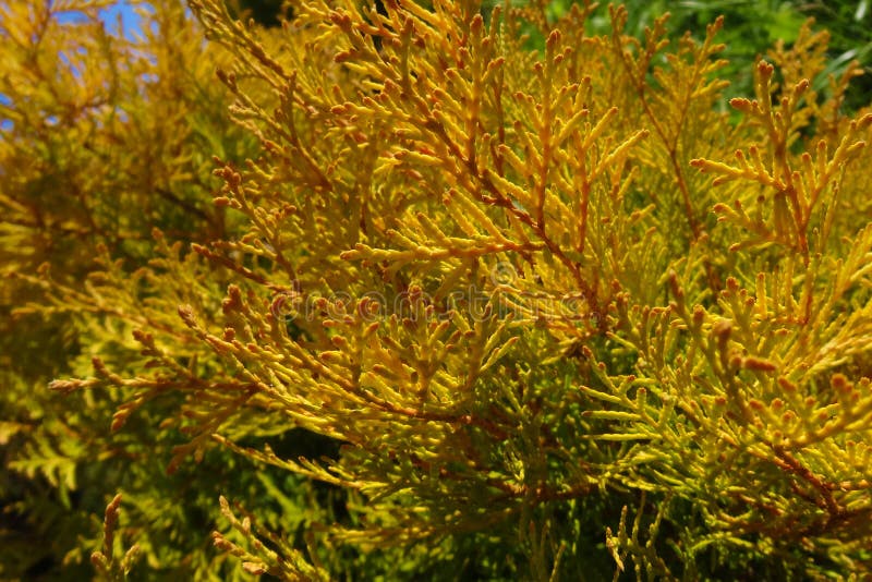 Bright Juniper Twigs Autumn on a Clear Day Stock Photo - Image of ...