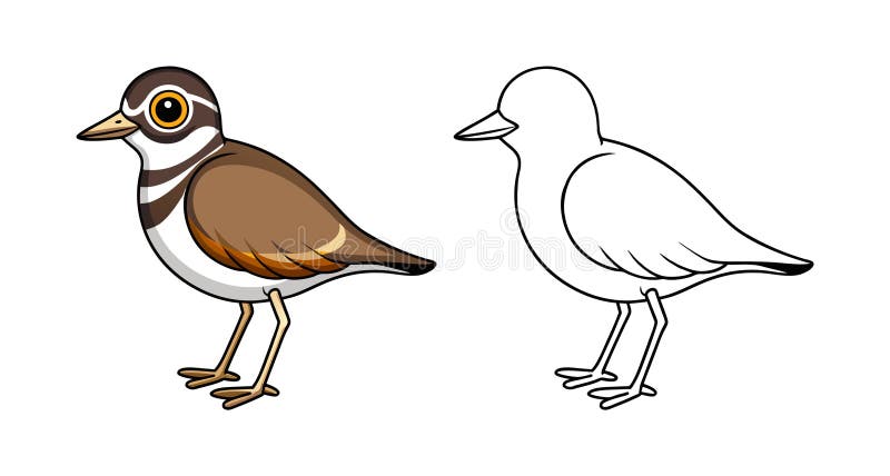 Bright Killdeer Bird Artwork Stock Illustrations – 6 Bright Killdeer ...