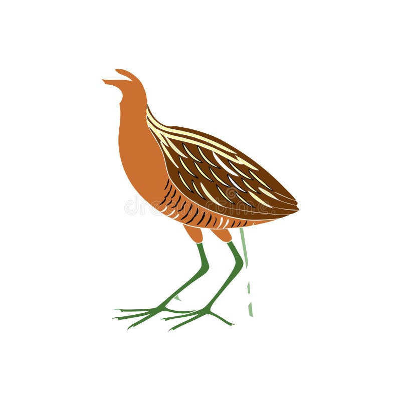 Bright King Rail Bird Artwork Stock Photo - Illustration of habitat ...