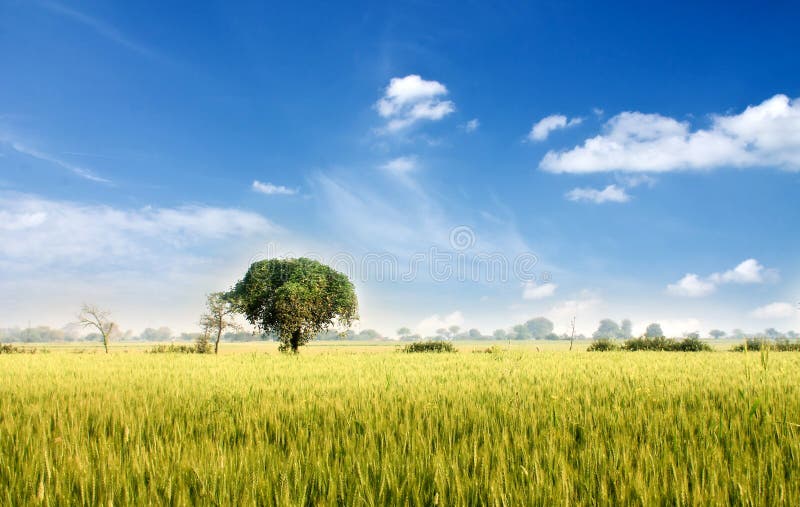 Bright landscape stock image. Image of natural, leaf - 25692559