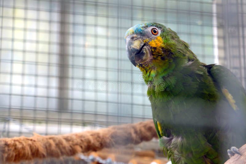 A Bright Large Parrot Sits in a Cage in a Room. Stock Photo - Image of ...