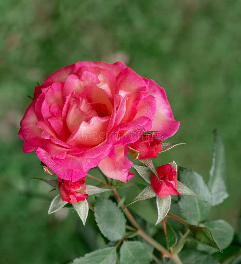 Bright Large Pink Rose Close-up. Stock Image - Image of blossom ...