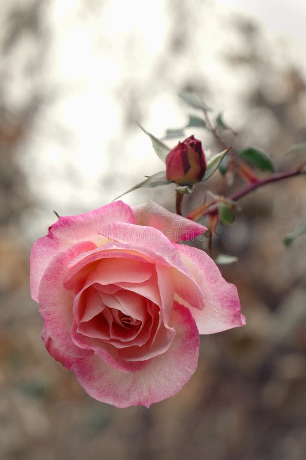 Bright Large Pink Rose Close-up. Stock Image - Image of closeup ...