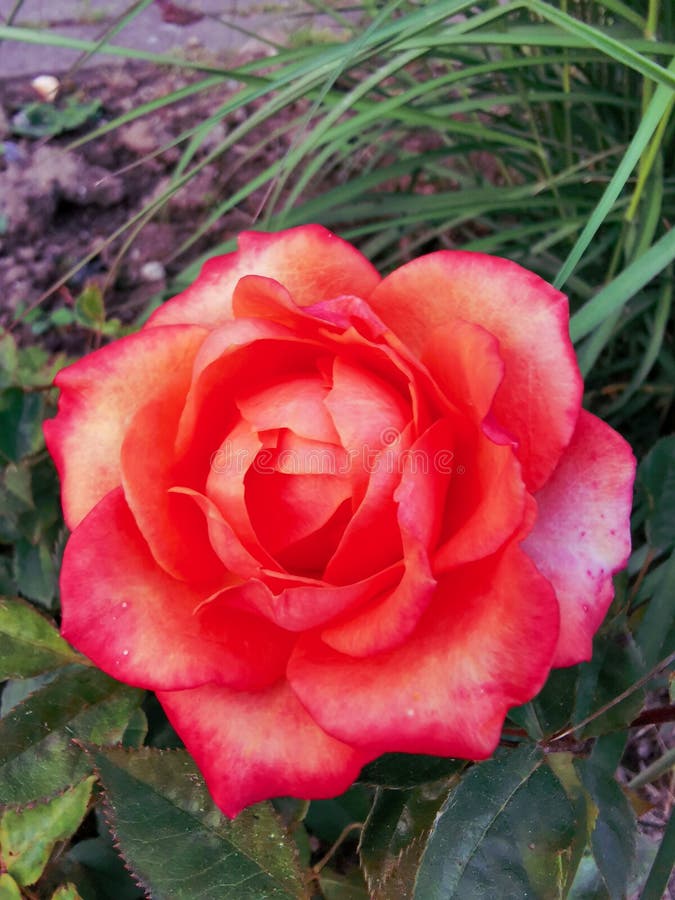 Bright Large Rose Petal in Pink Stock Photo - Image of plant, tulip ...