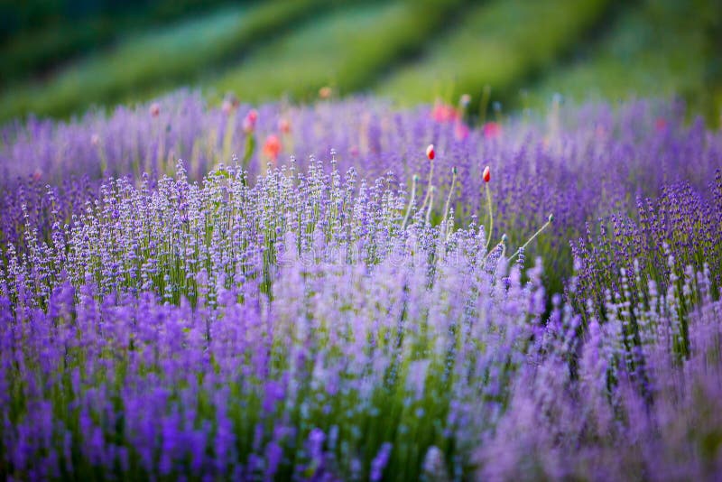 Bright lavender bushes stock photo. Image of aroma, beautiful - 204841850