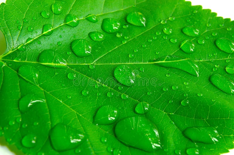 Sunny leaf with drops stock photo. Image of leaf, backdrop - 197856
