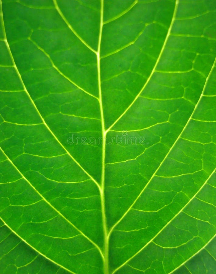 Bright Leaf stock image. Image of plant, veins, green - 5239269